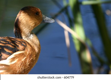 Stock Photo and Image Portfolio by Taylor Mahony | Shutterstock