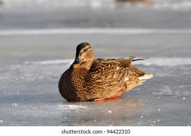 38,444 Cold Duck Images, Stock Photos & Vectors | Shutterstock