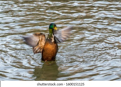 546 Clap wings Images, Stock Photos & Vectors | Shutterstock