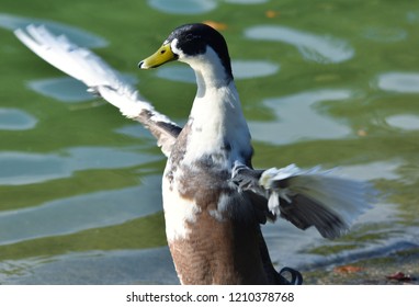53 Back flap duck Images, Stock Photos & Vectors | Shutterstock