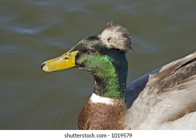 Duck with mohawk : 34 images, photos et images vectorielles de stock ...