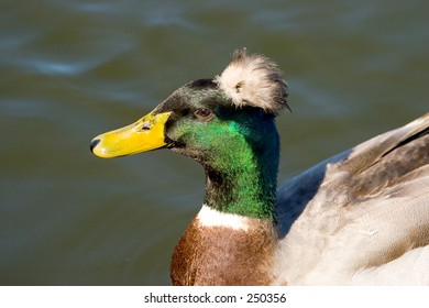 Duck with mohawk : 34 images, photos et images vectorielles de stock ...