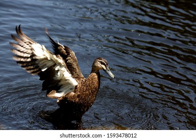 Duck Wildly Flapping Wings Causing Motion Stock Photo (Edit Now) 1593478012