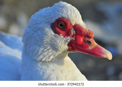 Portrait Goose Bright Red Beak Large Stock Photo 1591179382 | Shutterstock
