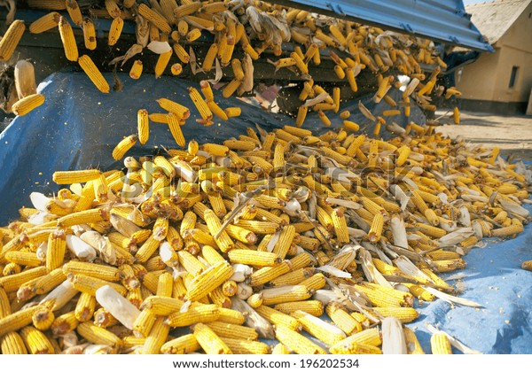 Dumping Corn Cobs Big Tractor Trailer Stock Photo 196202534 | Shutterstock
