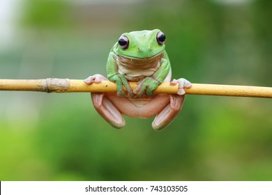 Dumpy Frog Stock Photo 743103496 | Shutterstock