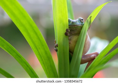 407 Frog Behind A Leaf Images, Stock Photos & Vectors | Shutterstock