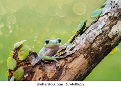 Dumpy Frog Crushed Tree Stock Photo 1094686232 | Shutterstock