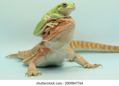 Dumpy Images, Stock Photos & Vectors | Shutterstock