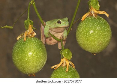 379 Toad fruit tree Images, Stock Photos & Vectors | Shutterstock