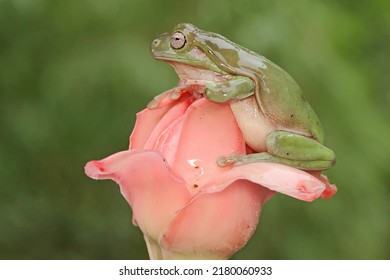 3,385 Dumpy tree frog Images, Stock Photos & Vectors | Shutterstock