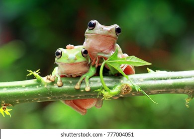 Dumpy Frog On Branch Stock Photo 777004051 | Shutterstock