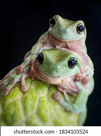 100 Frog underneath Images, Stock Photos & Vectors | Shutterstock