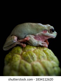 100 Frog underneath Images, Stock Photos & Vectors | Shutterstock