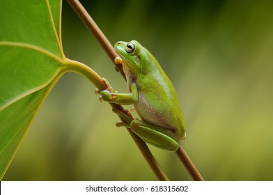 Frog Dumpy Frog Tree Frog Frog Stock Photo (Edit Now) 586228538