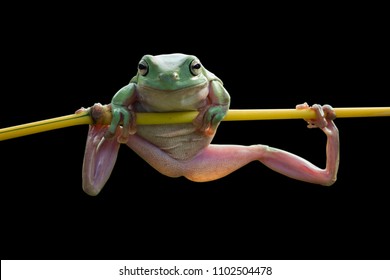 Dumpy Frog Tree Frog On Branch Stock Photo 1102504478 | Shutterstock