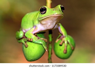 Dumpy Images, Stock Photos & Vectors | Shutterstock