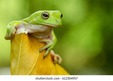 Dumpy Tree Frog Foto de stock 612304907 | Shutterstock
