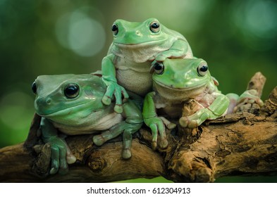 Three Dumpy Tree Frogs Resting This Stock Photo (Edit Now) 2037428744