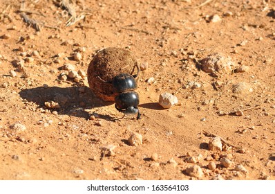 Dung Beetle Pushing Ball Dung Backwards Stock Photo 138507623 ...