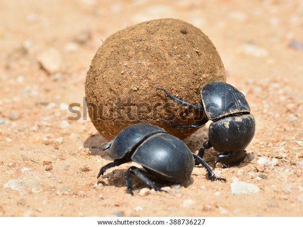 Dung Beetle Rolling Dung Ball Stock Photo (Edit Now) 388736227