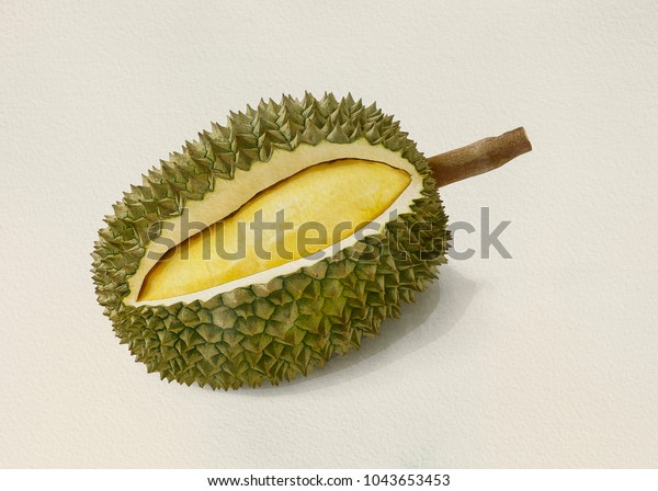 Durian Watercolor Edit Program Reference Stock Photo 1043653453 ...