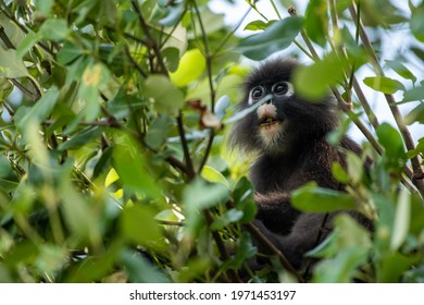 1,526 Trachypithecus obscurus Images, Stock Photos & Vectors | Shutterstock