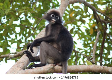 1,254 Monkeys Chilling Images, Stock Photos & Vectors | Shutterstock