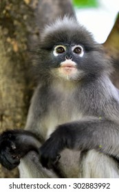 Dusky Leaf Monkey Face Close Stock Photo 302883992 | Shutterstock