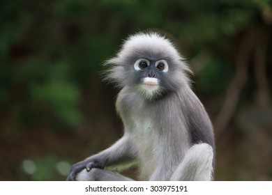 Dusky Leaf Monkey Face Close 스톡 사진 303975191 | Shutterstock