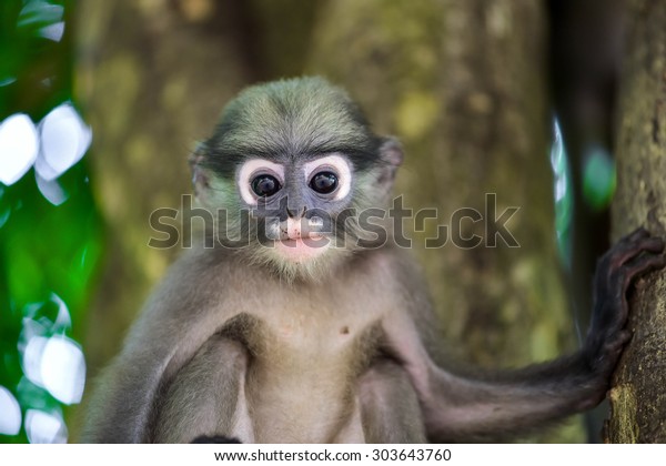 Dusky Leaf Monkey Face Close Stock Photo (Edit Now) 303643760