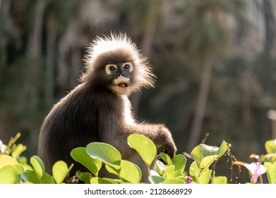 6,840 Monkey eating leaves Images, Stock Photos & Vectors | Shutterstock