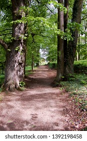 Dust Path Between Two Trees Stock Photo 1392198458 | Shutterstock