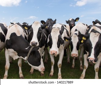 Dutch Cows Stock Photo 140217889 | Shutterstock