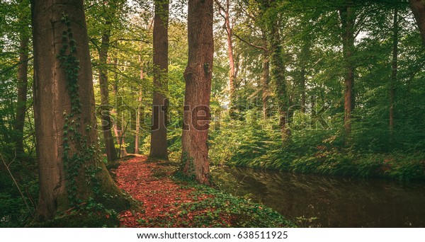 Dutch Forrest Path Stock Photo 638511925 | Shutterstock