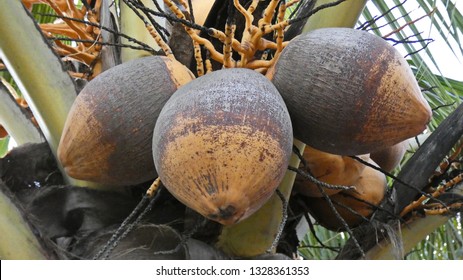 246 Dwarf coconut tree Stock Photos, Images & Photography | Shutterstock