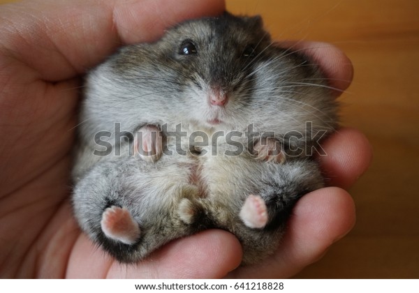 Dwarf Hamster Hand Stock-foto 641218828 | Shutterstock