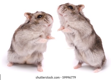 116 Wet hamster Images, Stock Photos & Vectors | Shutterstock