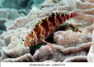 158 Cirrhitidae hawkfishes Images, Stock Photos & Vectors | Shutterstock
