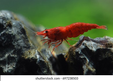 3,530 imágenes de Shrimp face - Imágenes, fotos y vectores de stock ...