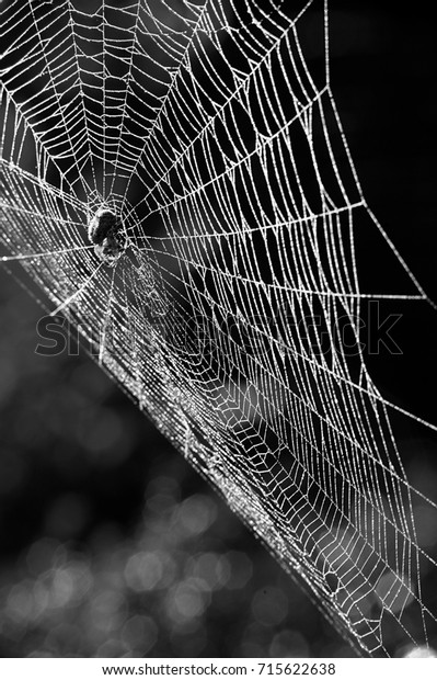 Dwarf Spider Web Stock Photo (Edit Now) 715622638