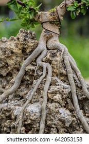 Dwarf Trees Roots Stock Photo 642053158 | Shutterstock