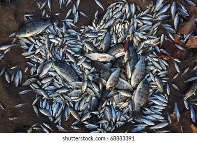 7,326 Dying fish Images, Stock Photos & Vectors | Shutterstock
