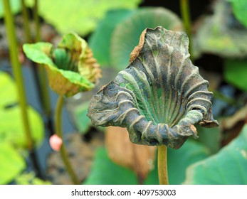 Dying Lotus Stock Photo 409753003 | Shutterstock