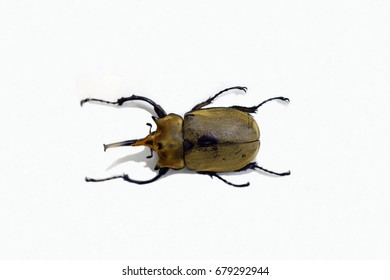 3 imágenes de Dynastid - Imágenes, fotos y vectores de stock | Shutterstock