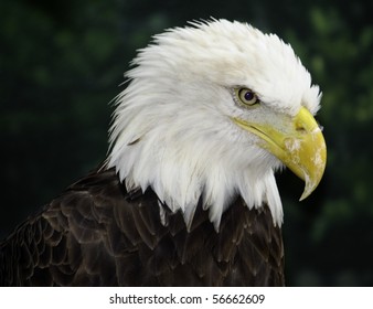 Bald Eagle Blinking Close Eyelid Motion Stock Photo 478727818 ...