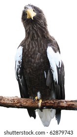 89 Surprised hawk Images, Stock Photos & Vectors | Shutterstock
