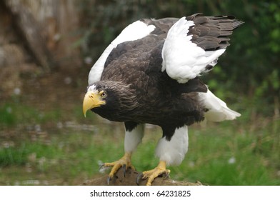 89 Surprised hawk Images, Stock Photos & Vectors | Shutterstock