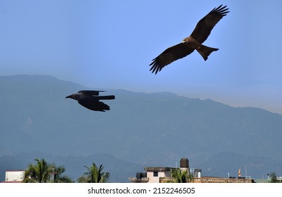 3,829 Crow fight Images, Stock Photos & Vectors | Shutterstock