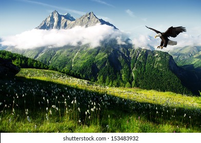 60,108 Raptor flying Images, Stock Photos & Vectors | Shutterstock